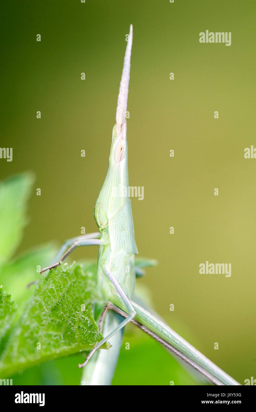 Common Cone-headed Grasshopper, Acrida ungarica, Babadag Forest ...