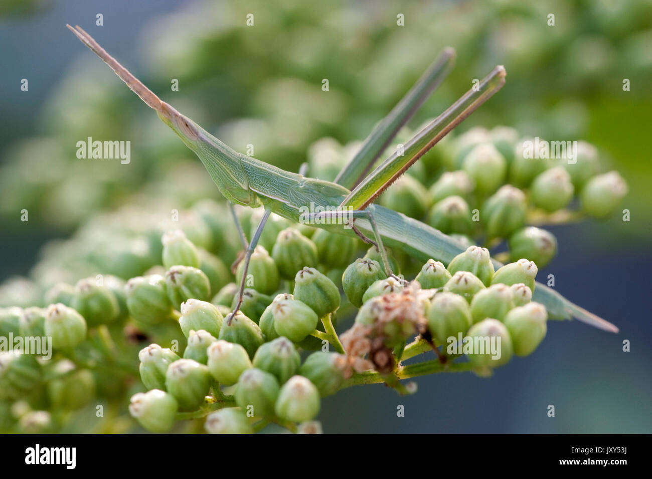 Common Cone-headed Grasshopper, Acrida ungarica, Babadag Forest ...
