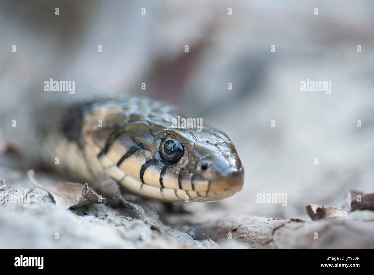 Grass Snake, Natrix natrix, Danube Delta, Romania, ringed snake or ...