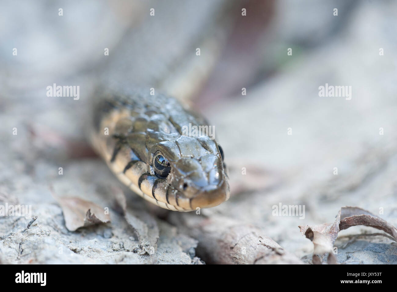 Grass Snake, Natrix natrix, Danube Delta, Romania, ringed snake or ...