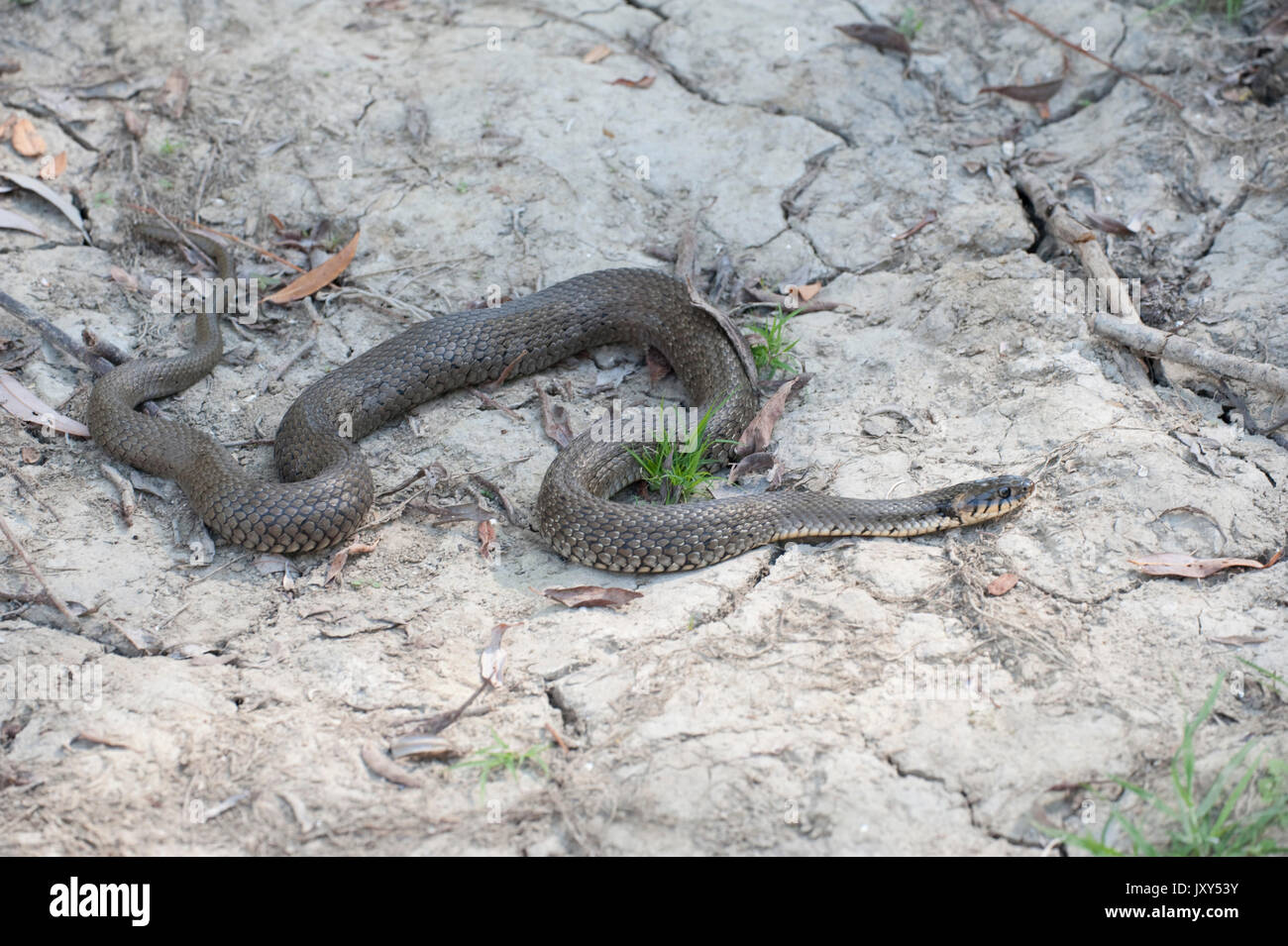 Grass Snake, Natrix natrix, Danube Delta, Romania, ringed snake or ...