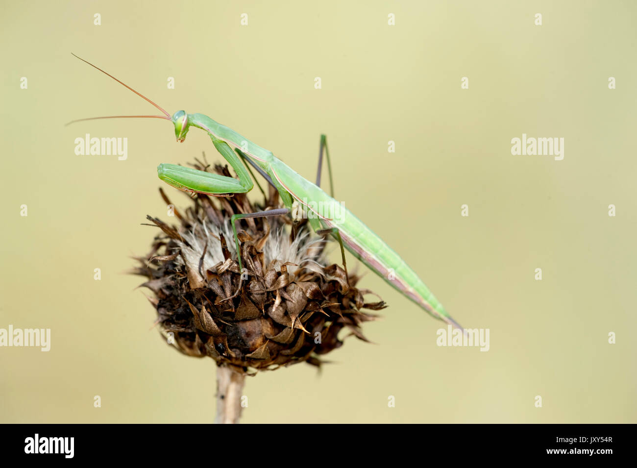 Praying Mantis, Mantis religiosa, Romania, Europe, green, on flower ...