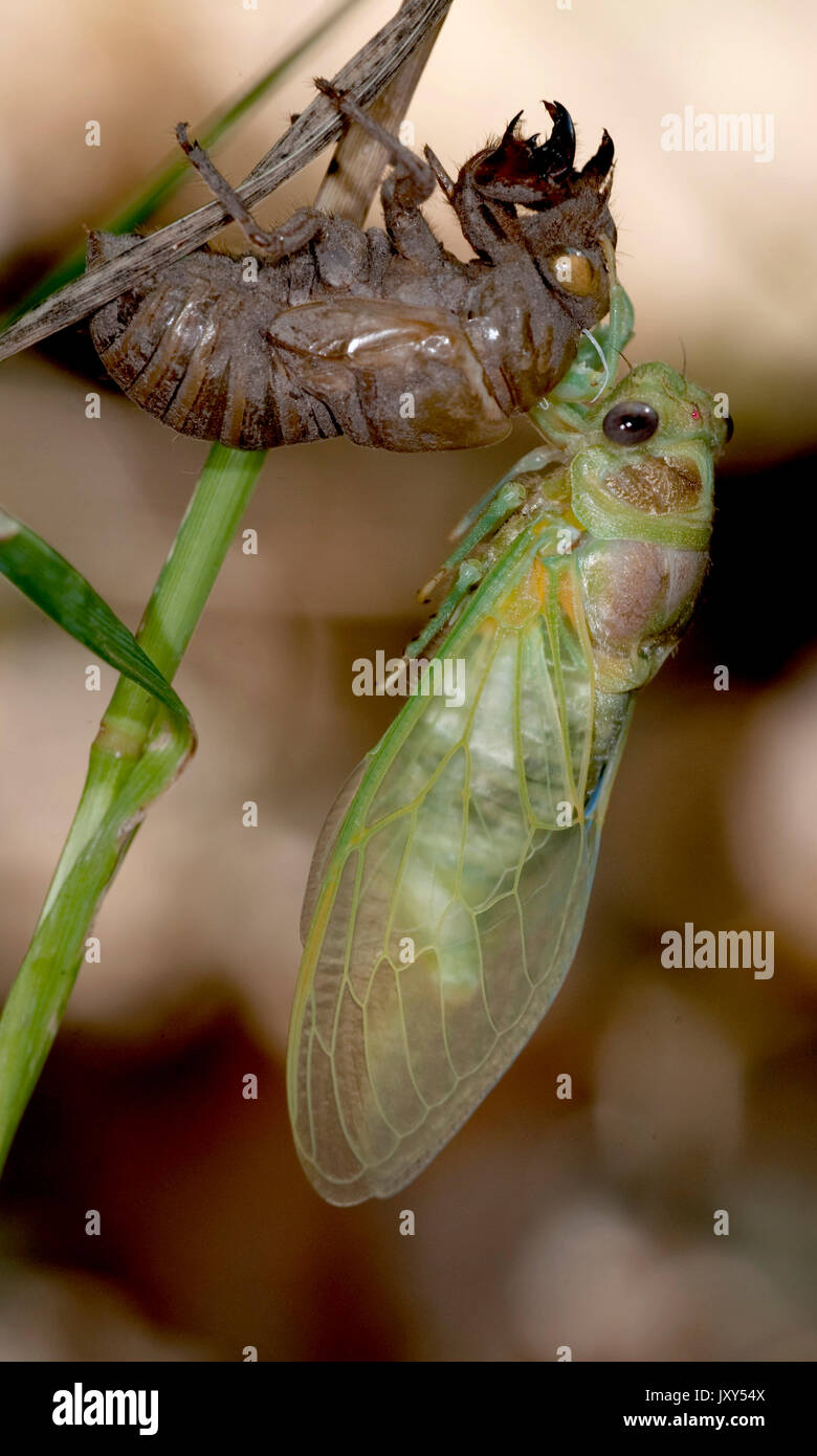 Order hemiptera true bugs hi-res stock photography and images - Alamy