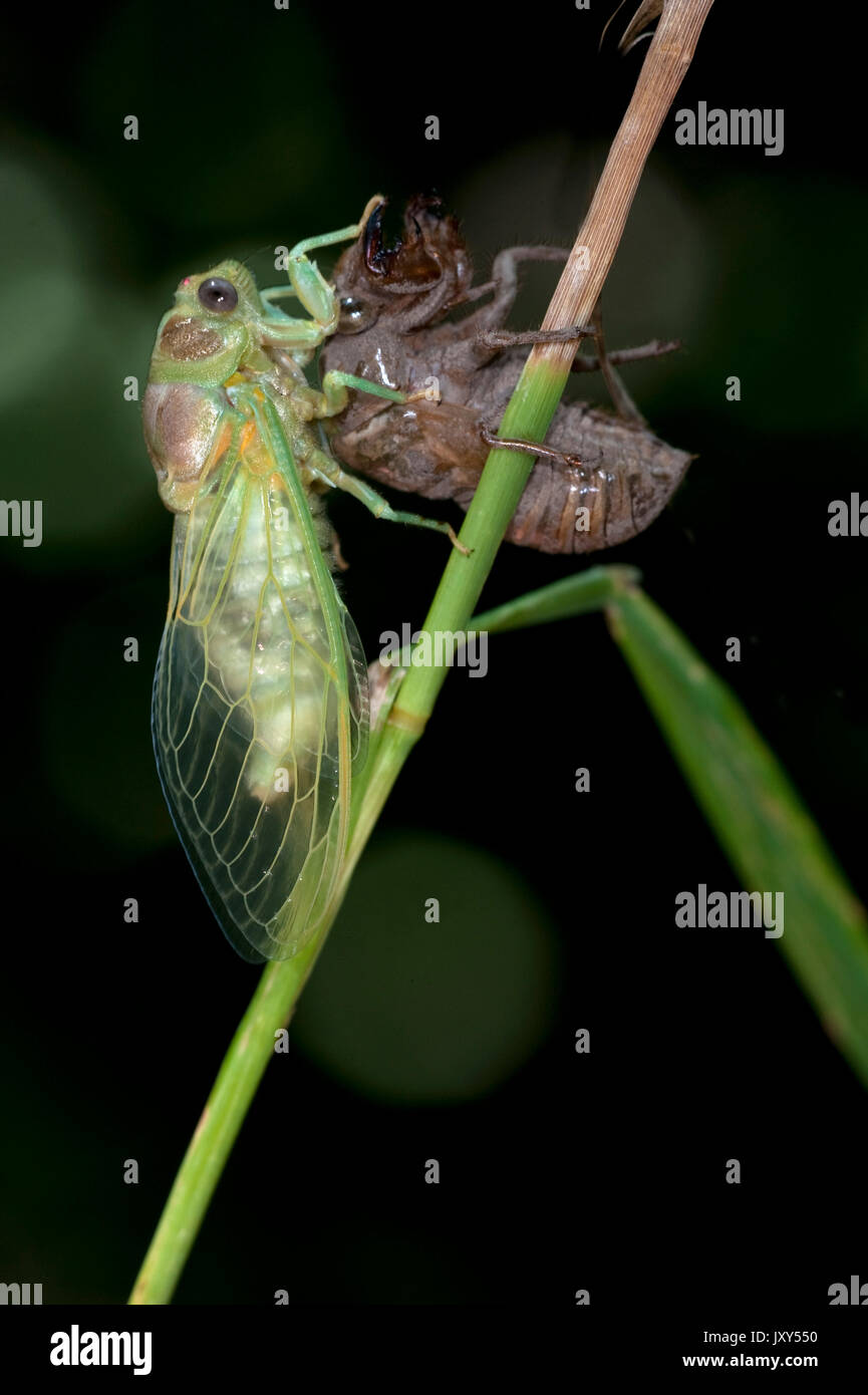 Order of hemiptera hi-res stock photography and images - Alamy