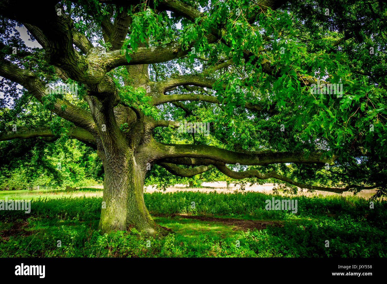 Wimpole estate hi-res stock photography and images - Alamy