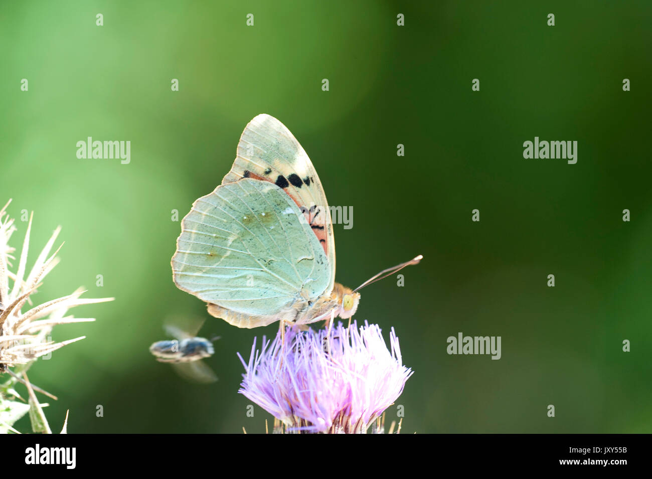 Cardinal Butterfly, Male, Pandoriana pandora, Babadag Forest Monastry ...