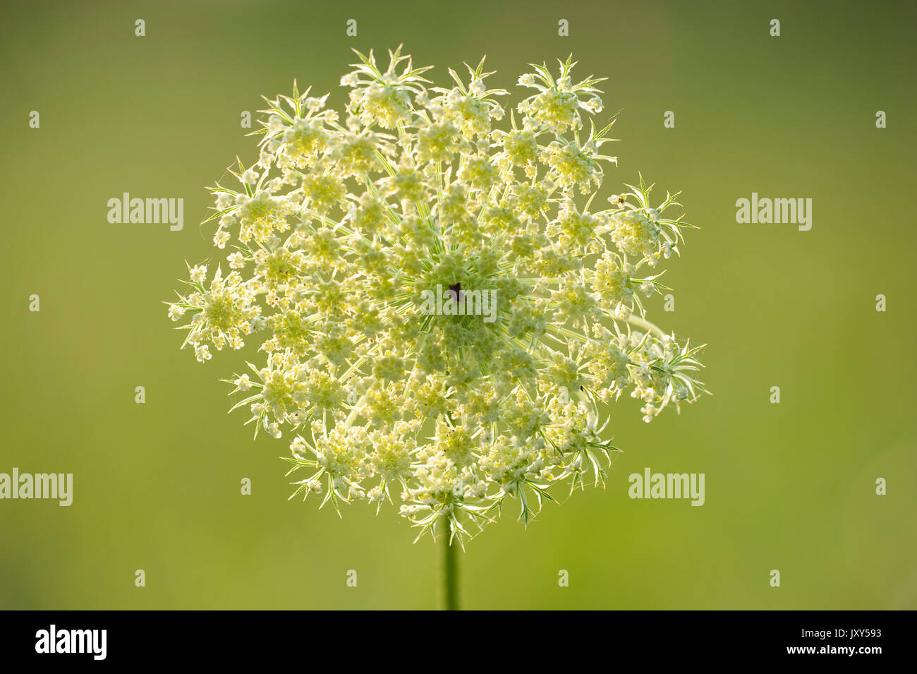 Flowering head of Apiaceae or Umbelliferae, Fagaras Mountains ...