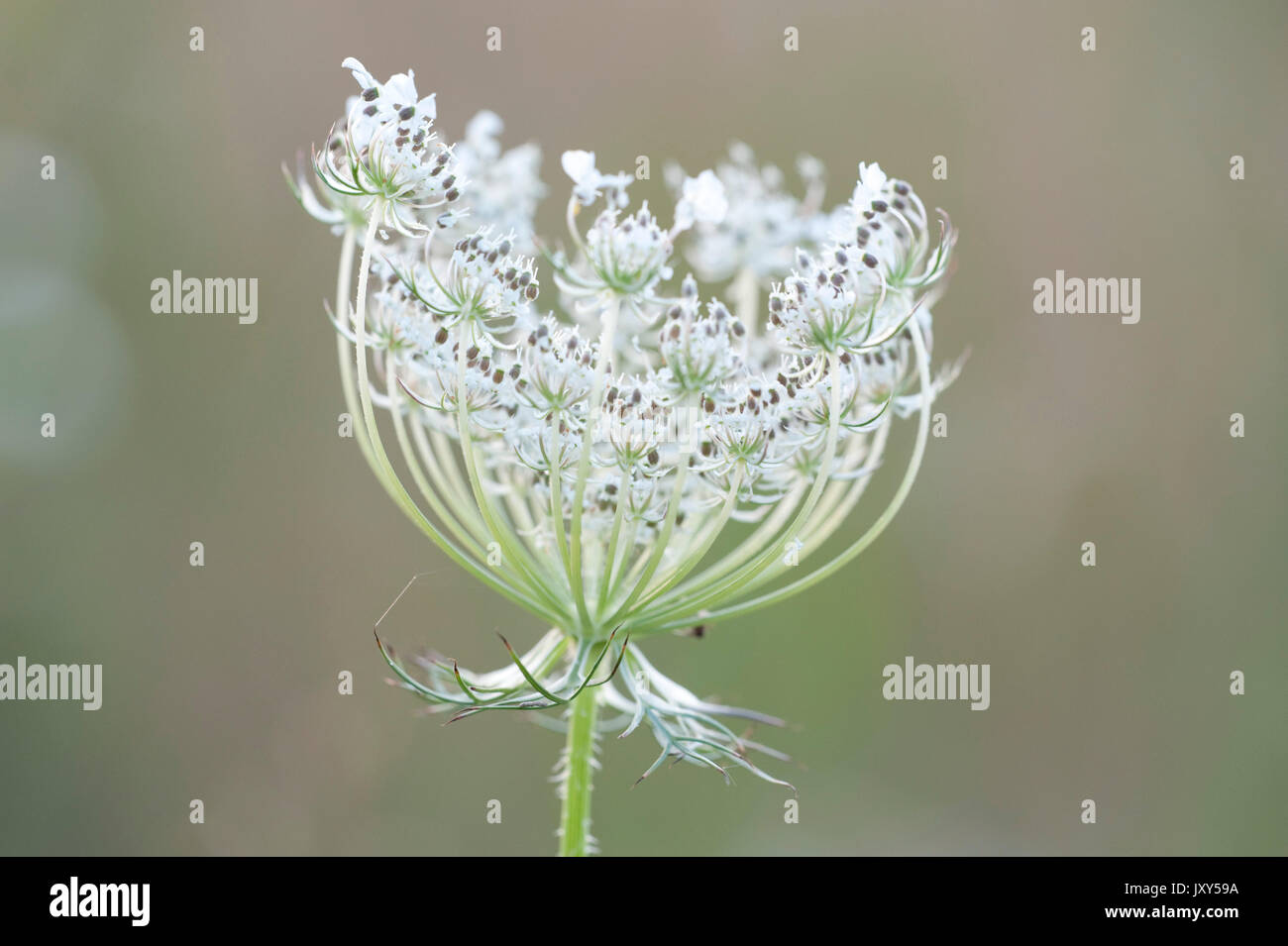 Flowering head of Apiaceae or Umbelliferae, Fagaras Mountains ...