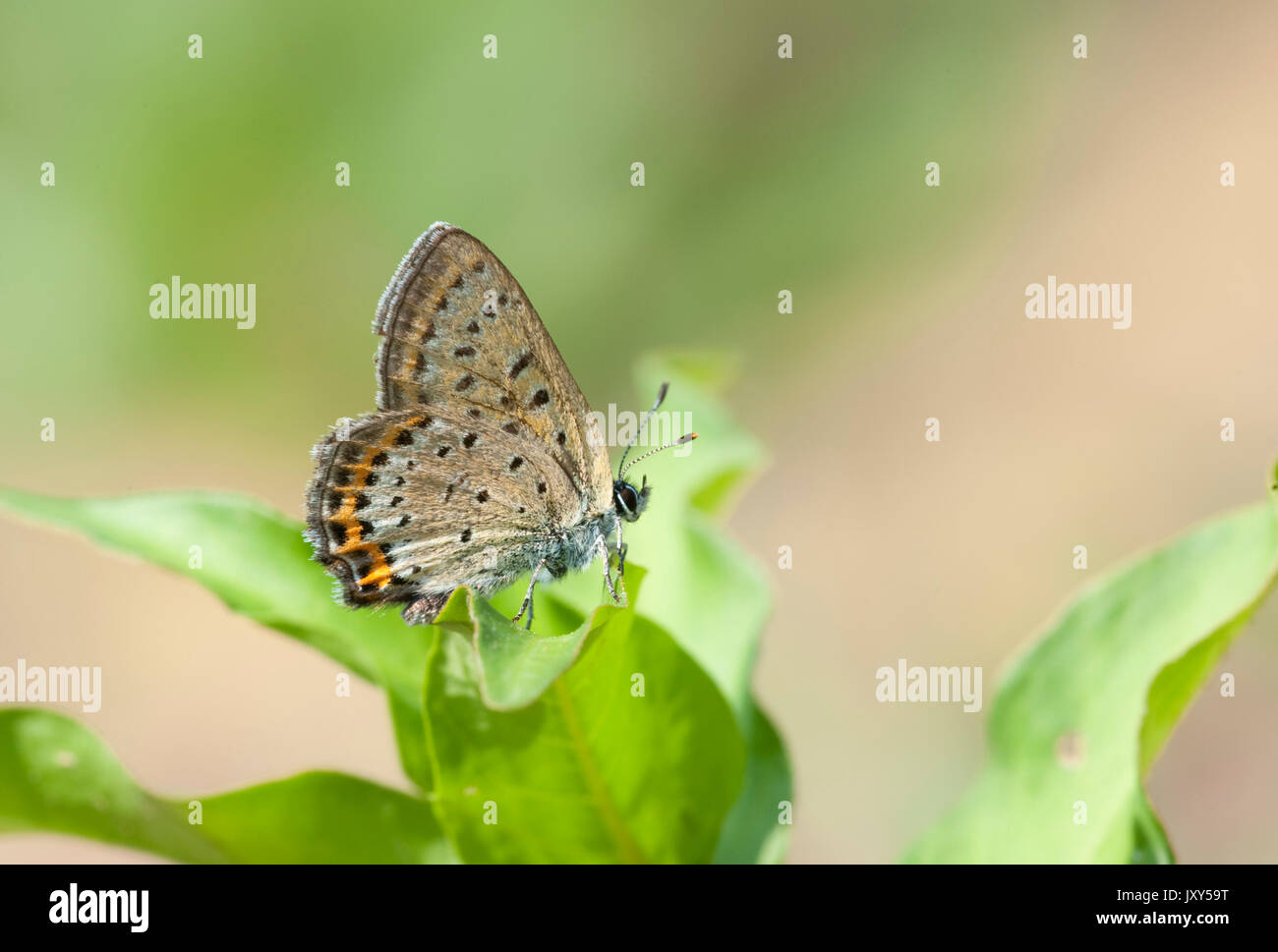 Violet Copper Butterfly, Lycaena helle, Poienile Narcise, Brasov ...