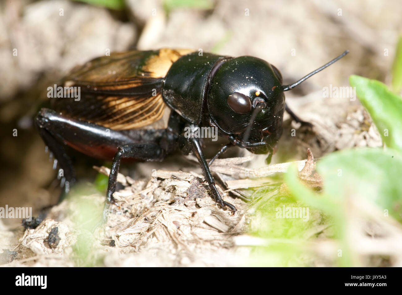 Mole cricket burrow hi-res stock photography and images - Alamy