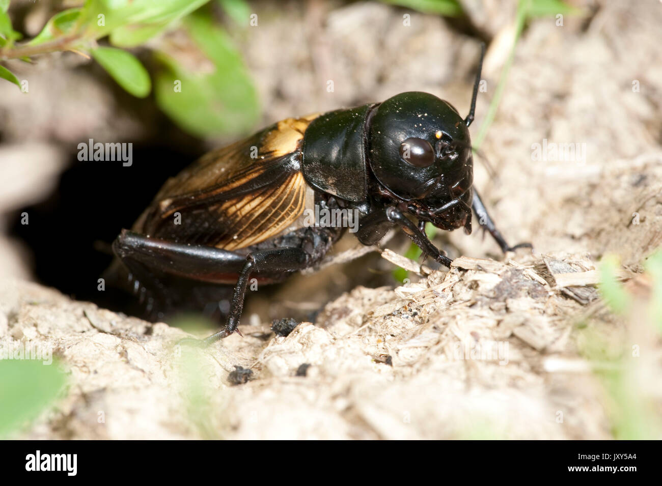 Field Cricket, Gryllus campestris, emerging from burrow in ground ...