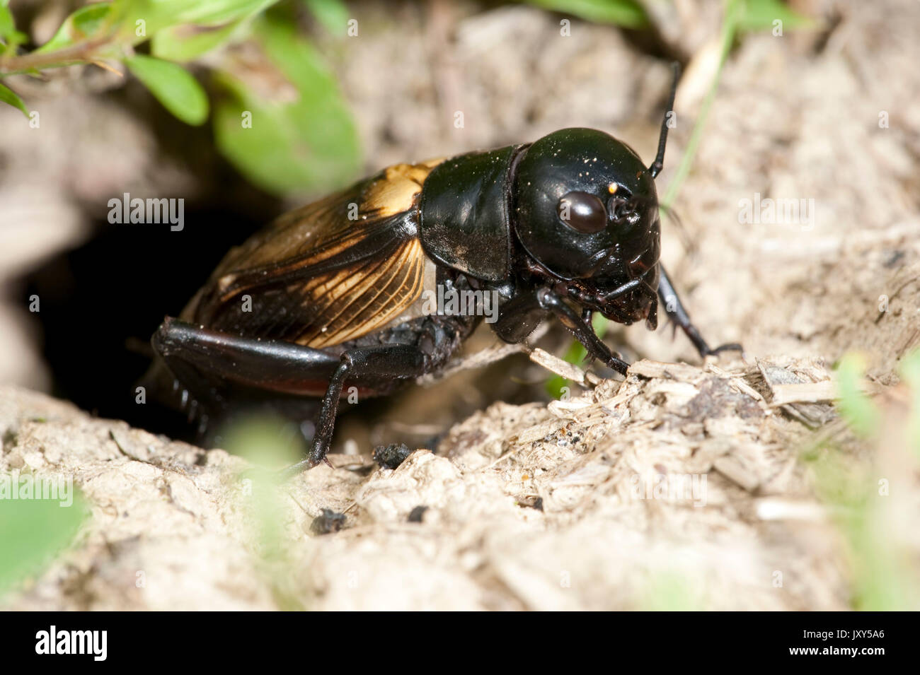 Field Cricket, Gryllus campestris, emerging from burrow in ground ...
