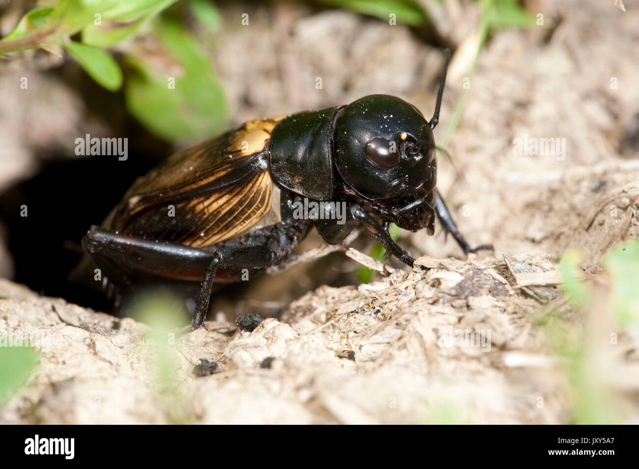 Field Cricket, Gryllus campestris, emerging from burrow in ground ...