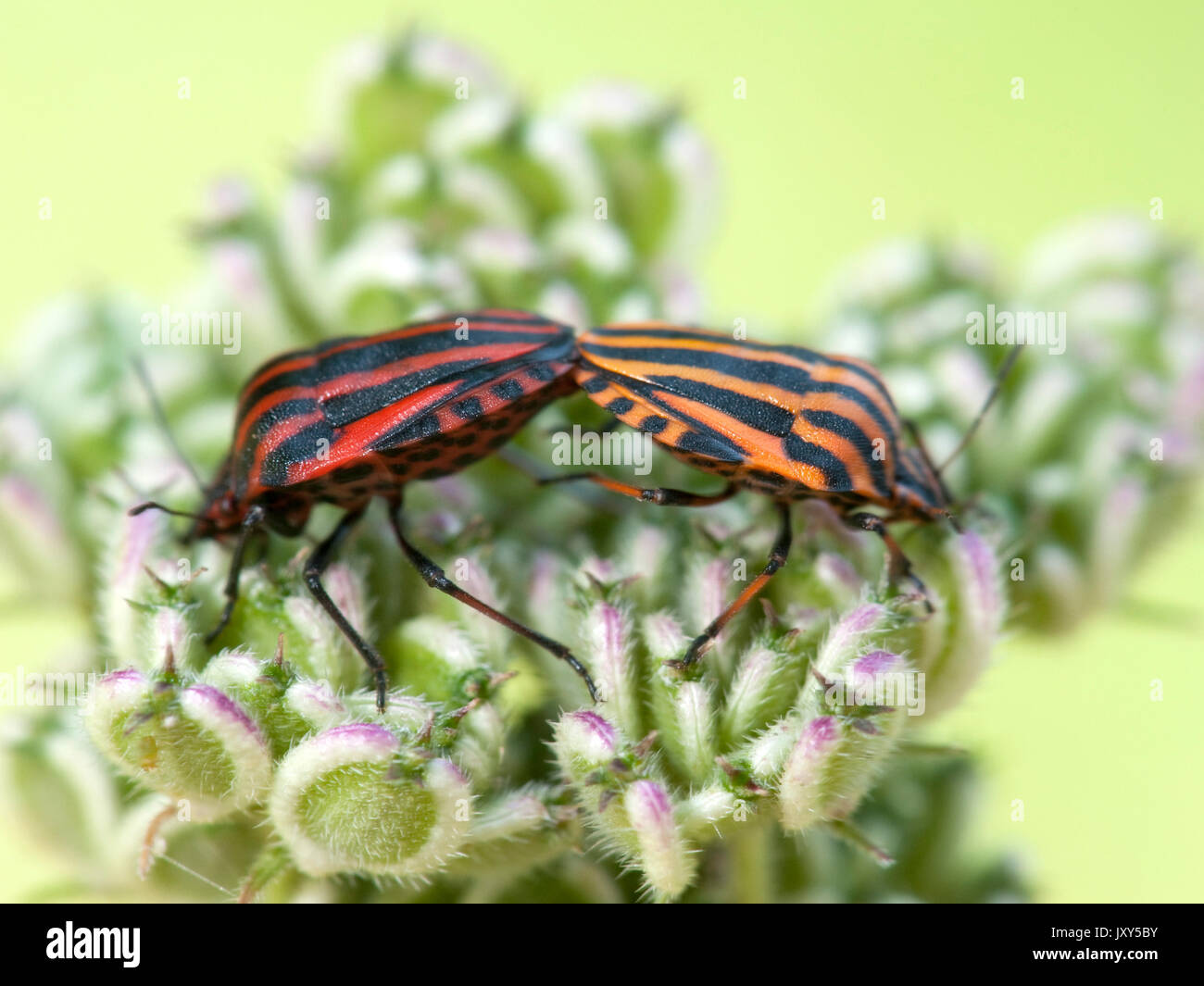 Shield bugs mating hi-res stock photography and images - Alamy