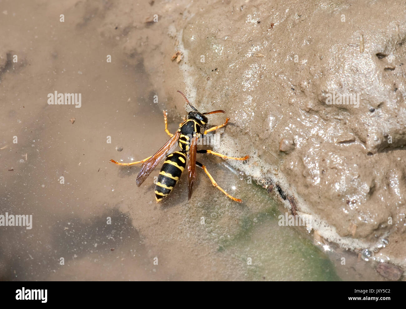 Polistes foederatus hi-res stock photography and images - Alamy