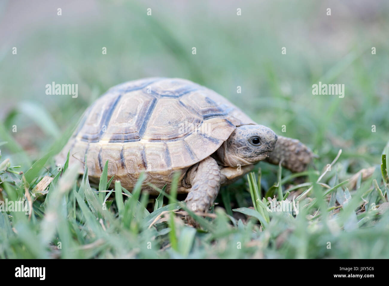 Eastern Hermann's Tortoise, Testudo hermanni boettgeri, Romania, Europe ...