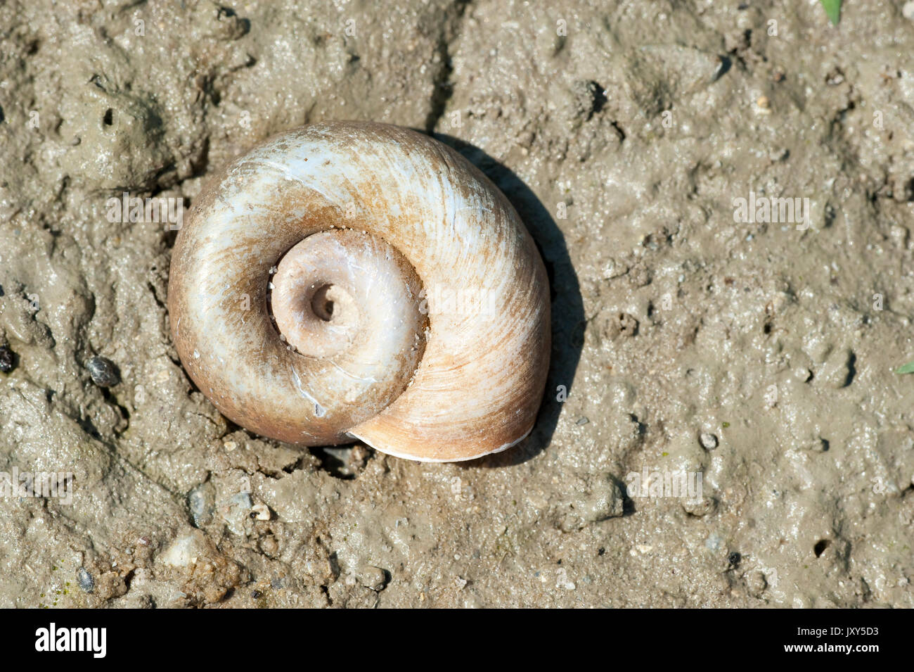 Snail shell on river mud beach, Danube Delta, Romania Stock Photo - Alamy
