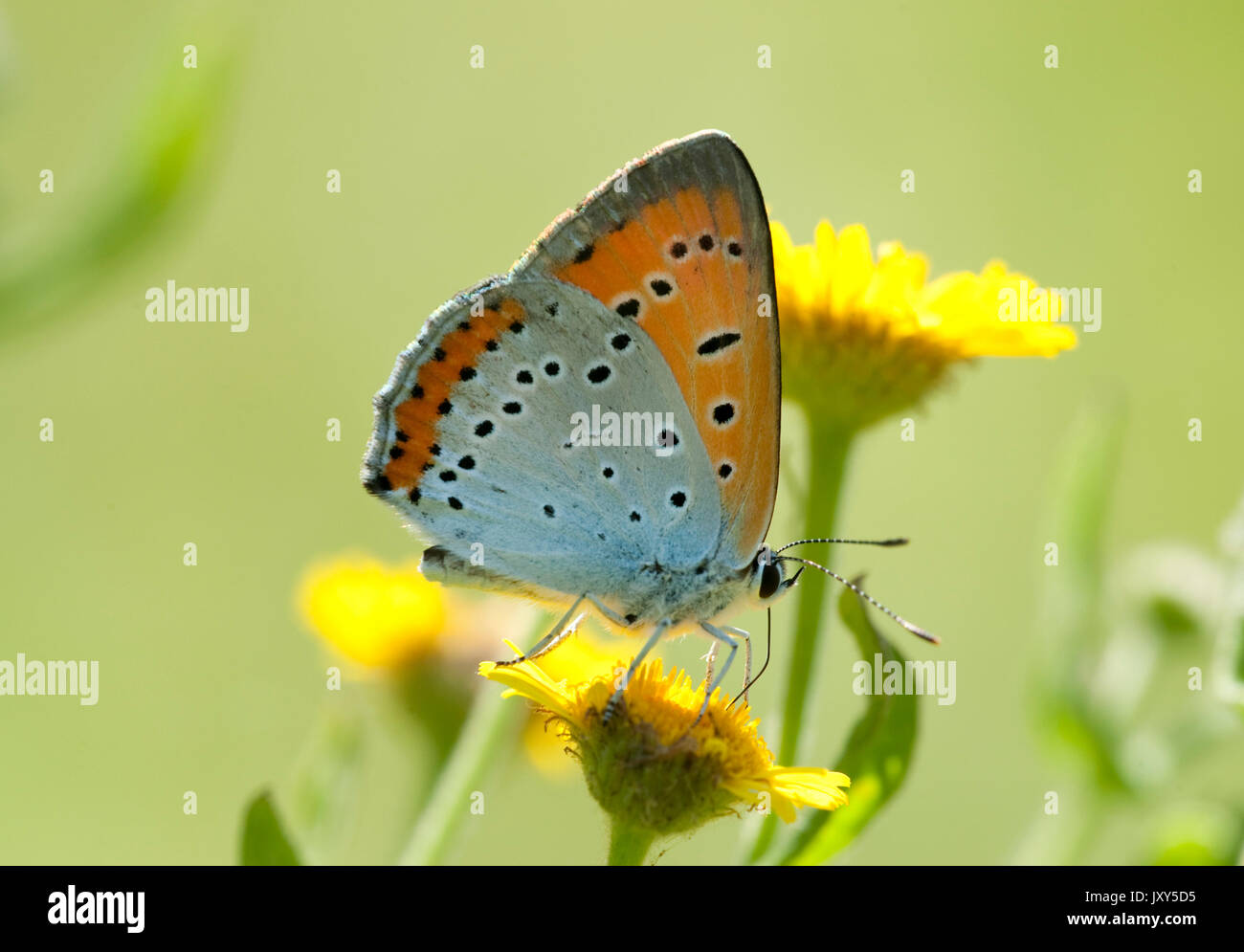 Large Copper Butterfly, Dwarf Form, Lycaena dispar, Danube Delta Jacob ...