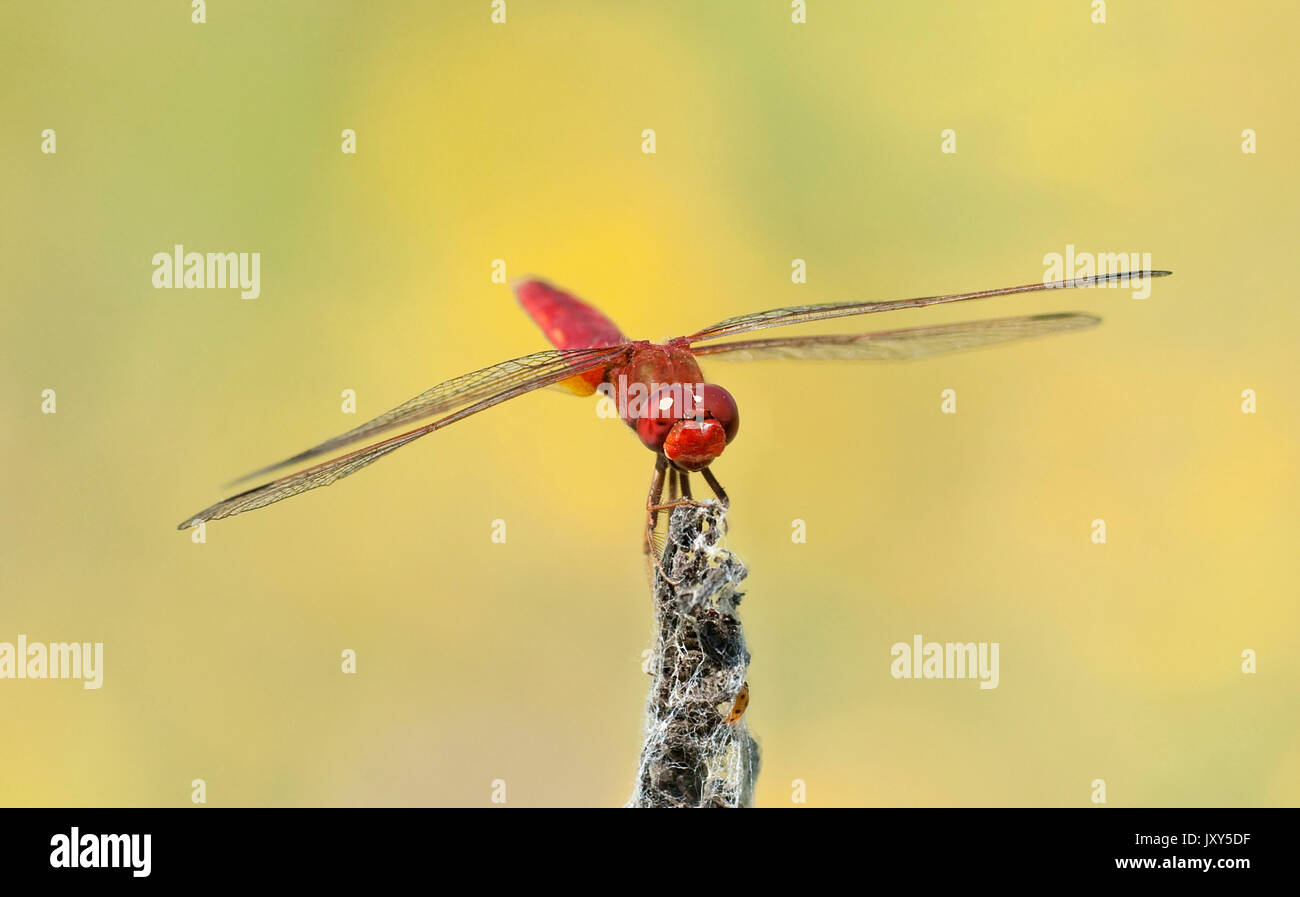 Scarlet Darter Stock Photos & Scarlet Darter Stock Images - Alamy