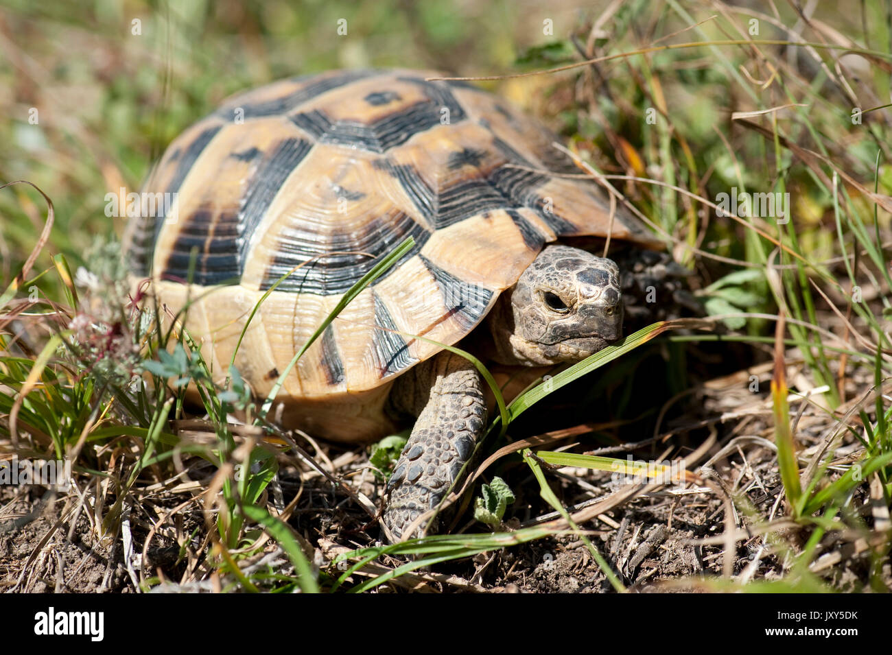 Eastern Hermann's Tortoise, Testudo hermanni boettgeri, Romania, Europe ...