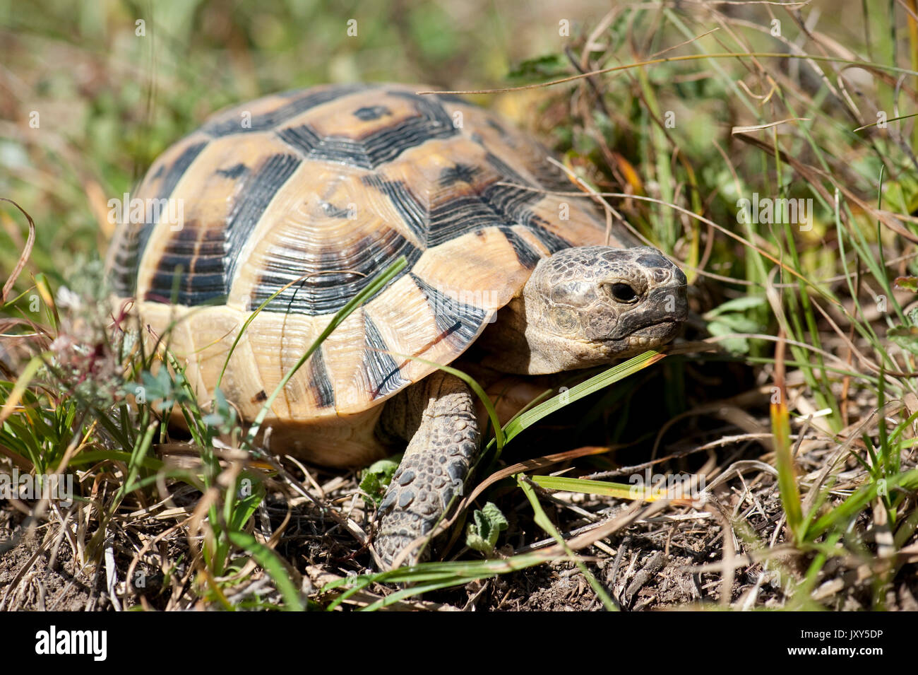 Eastern hermanns tortoise hi-res stock photography and images - Alamy