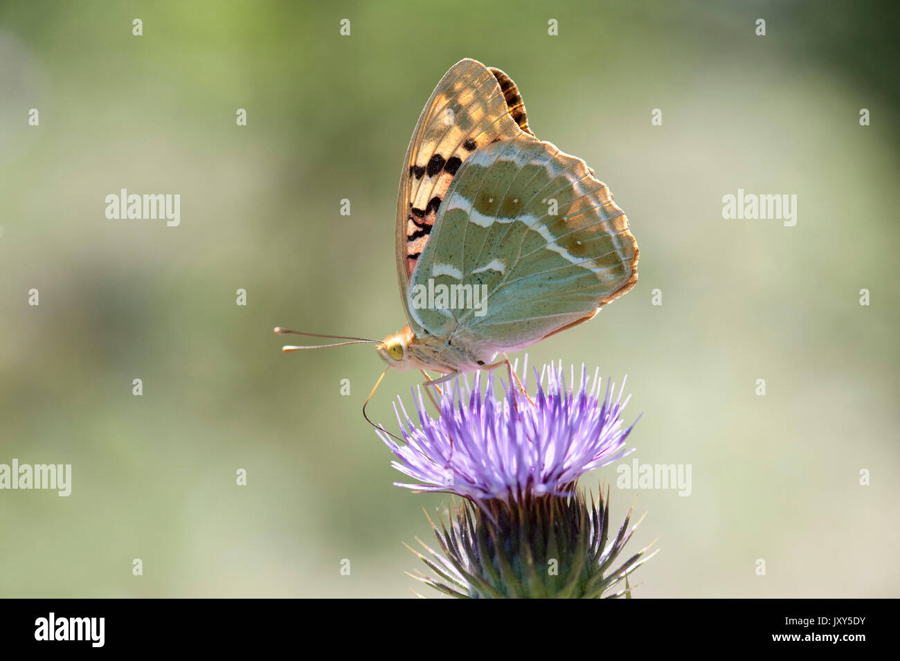 Cardinal Butterfly, Female, Pandoriana pandora, Babadag Forest Monastry ...