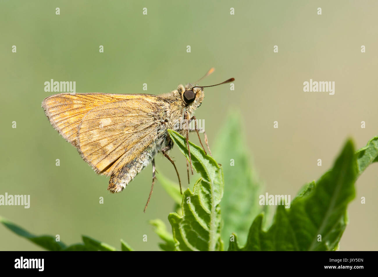 Silver spotted skipper butterfly hi-res stock photography and images ...
