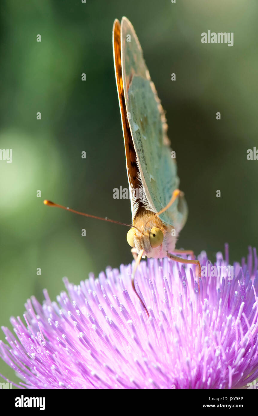 Cardinal butterfly hi-res stock photography and images - Alamy