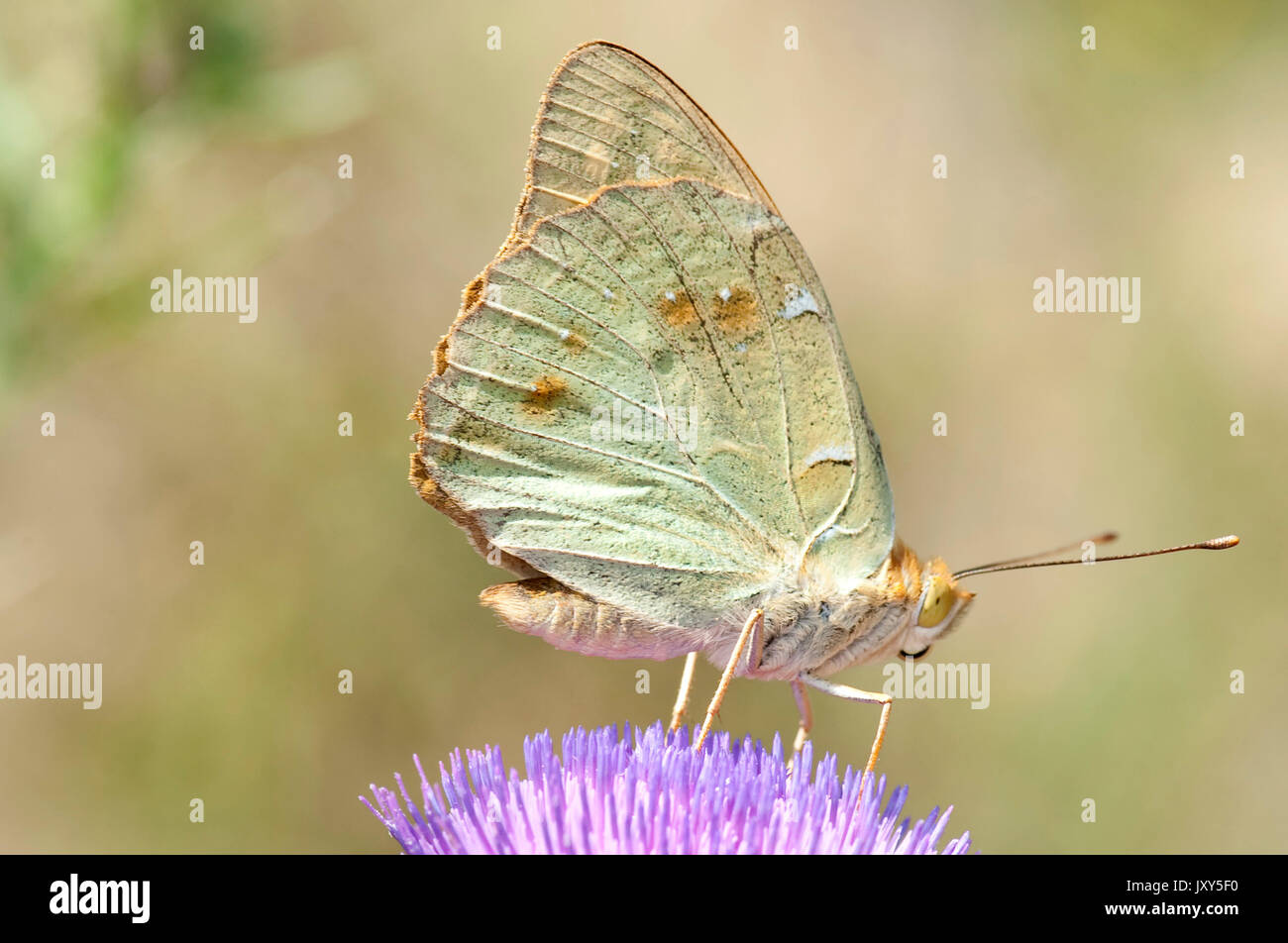 Cardinal butterfly hi-res stock photography and images - Alamy