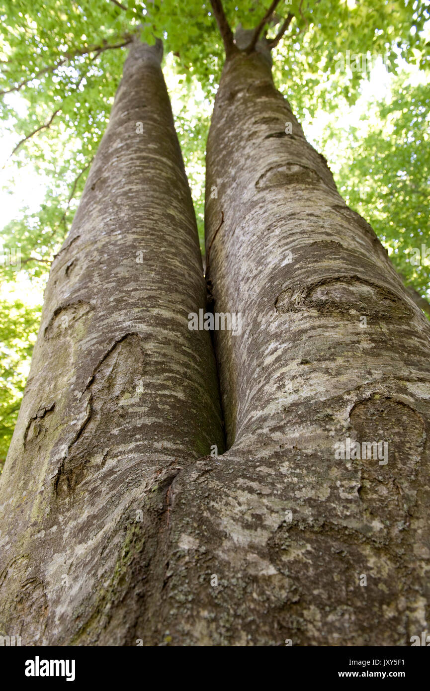 Towards canopy hi-res stock photography and images - Alamy
