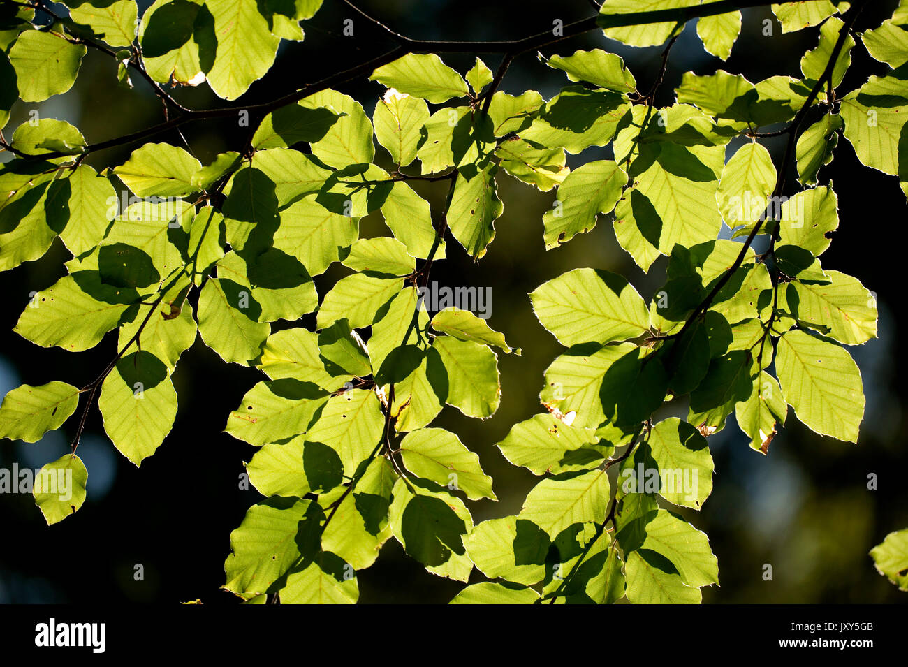 Common Beech Tree Leaves, Fagus sylvatica, Bucegi Mountains, Romania ...