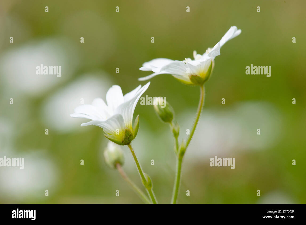 Field Mouse-Ear, Cerastium arvense, Fagaras Mountains, Transylvanian ...