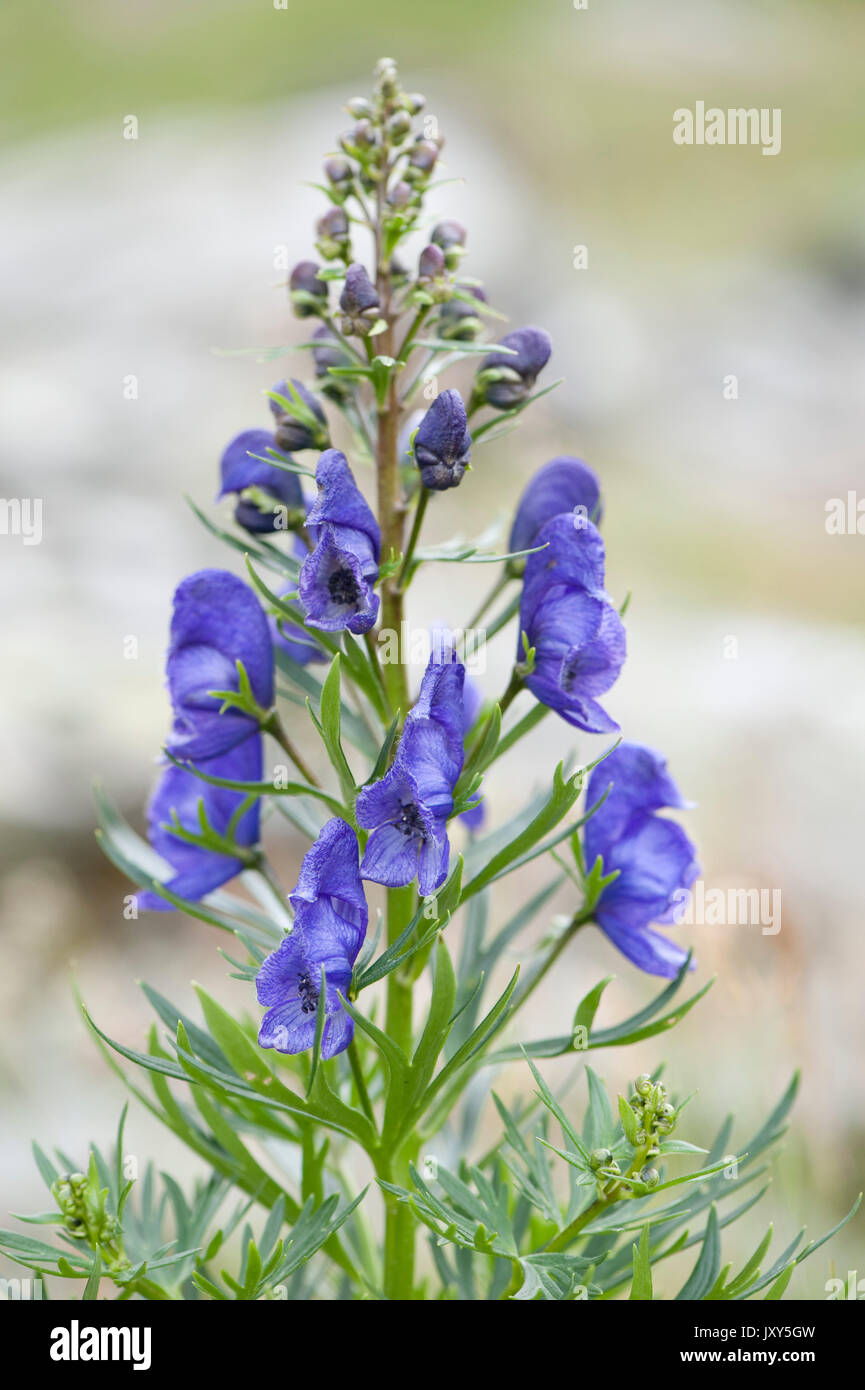 Wolfsbane, Aconitum lycoctonum subsp. vulparia, Fagaras Mountains ...