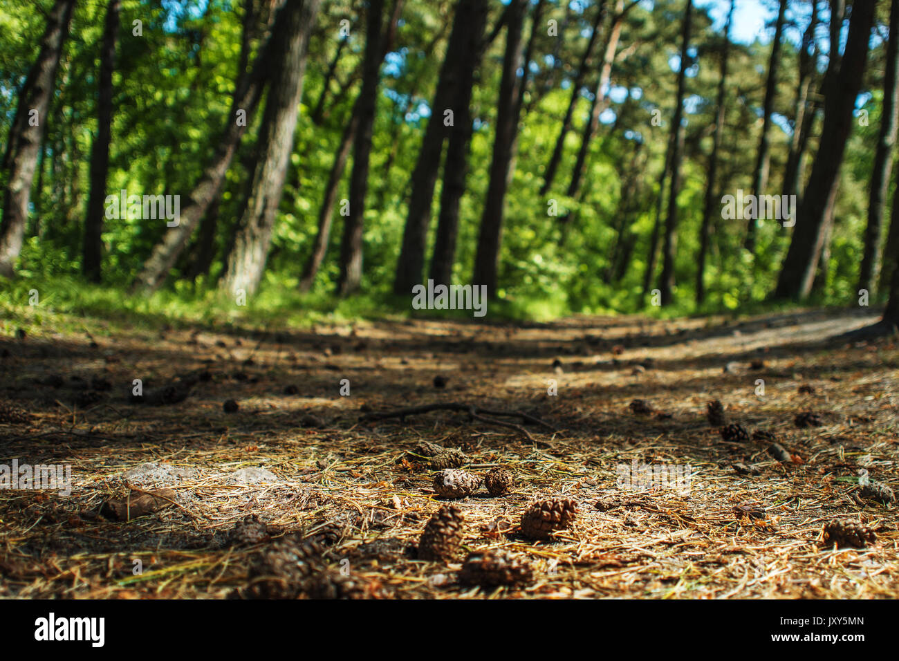 Path in spruce forest, the Cones on the ground Stock Photo - Alamy