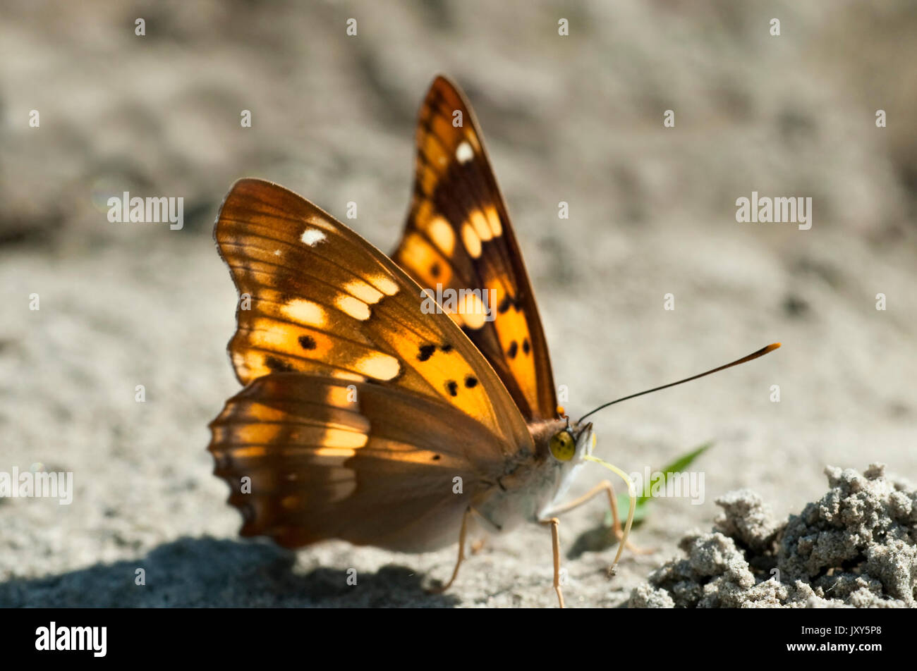 Freyer's Purple Emperor Butterfly, Apatura metis, Danube Delta, Tulcea ...