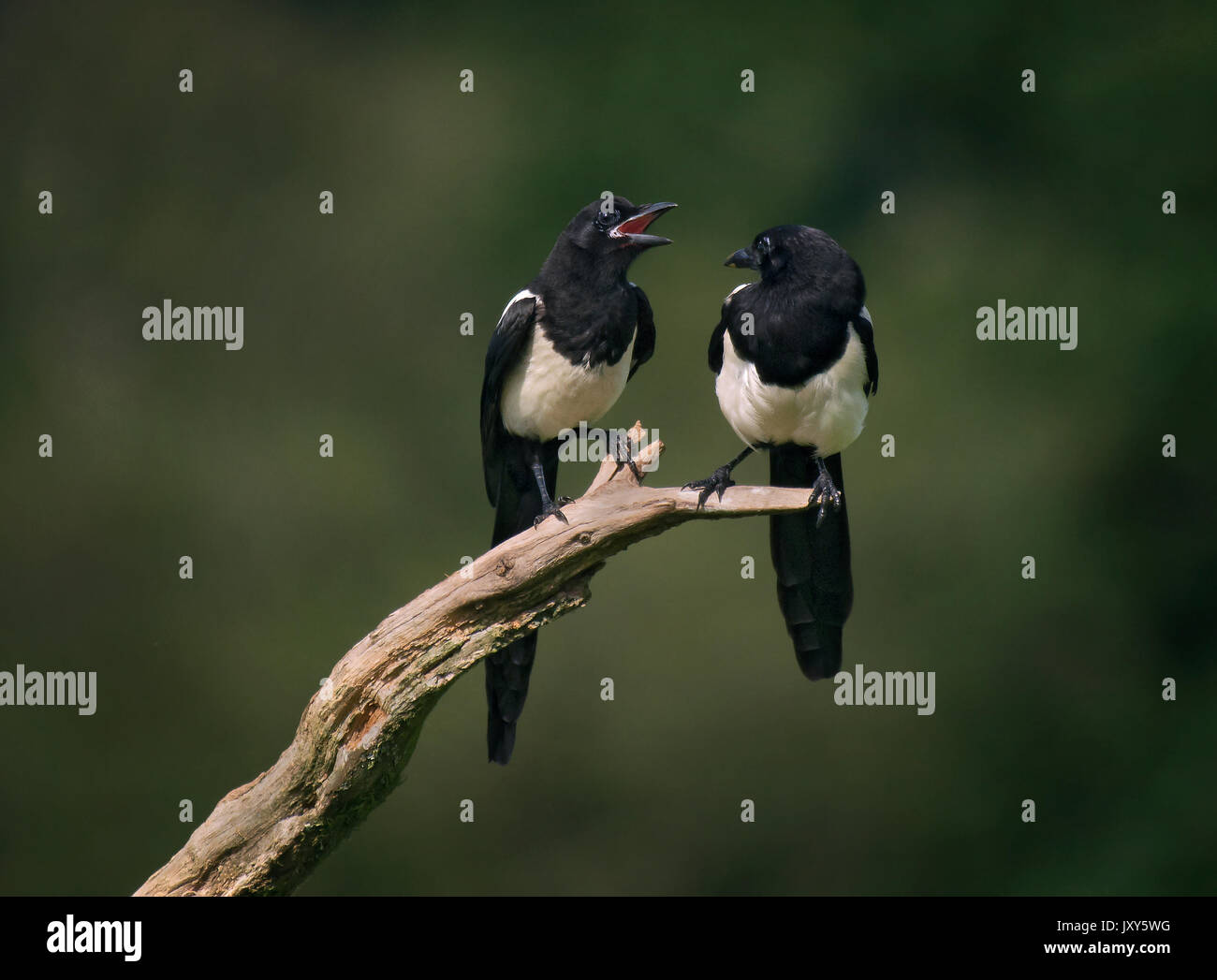 Magpie intelligence hi-res stock photography and images - Alamy