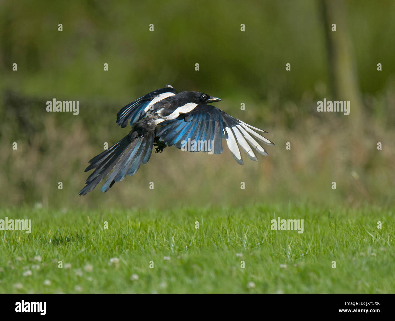 Magpies in the garden hi-res stock photography and images - Alamy