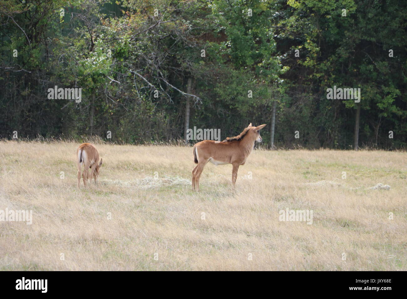 Donkey scratch hi-res stock photography and images - Alamy