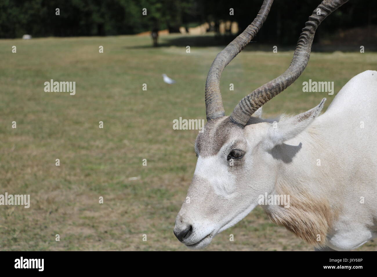 Species of wild goat hi-res stock photography and images - Alamy