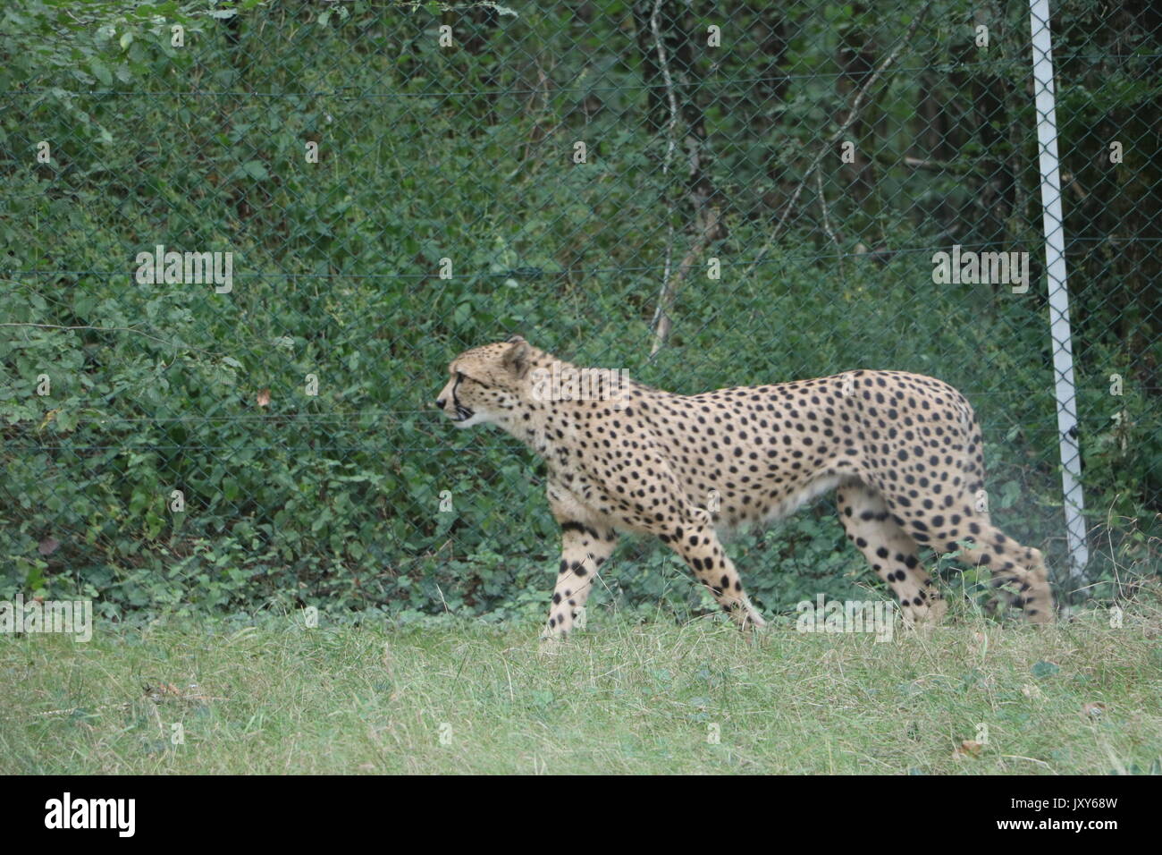 Cheetah green africa hi-res stock photography and images - Alamy