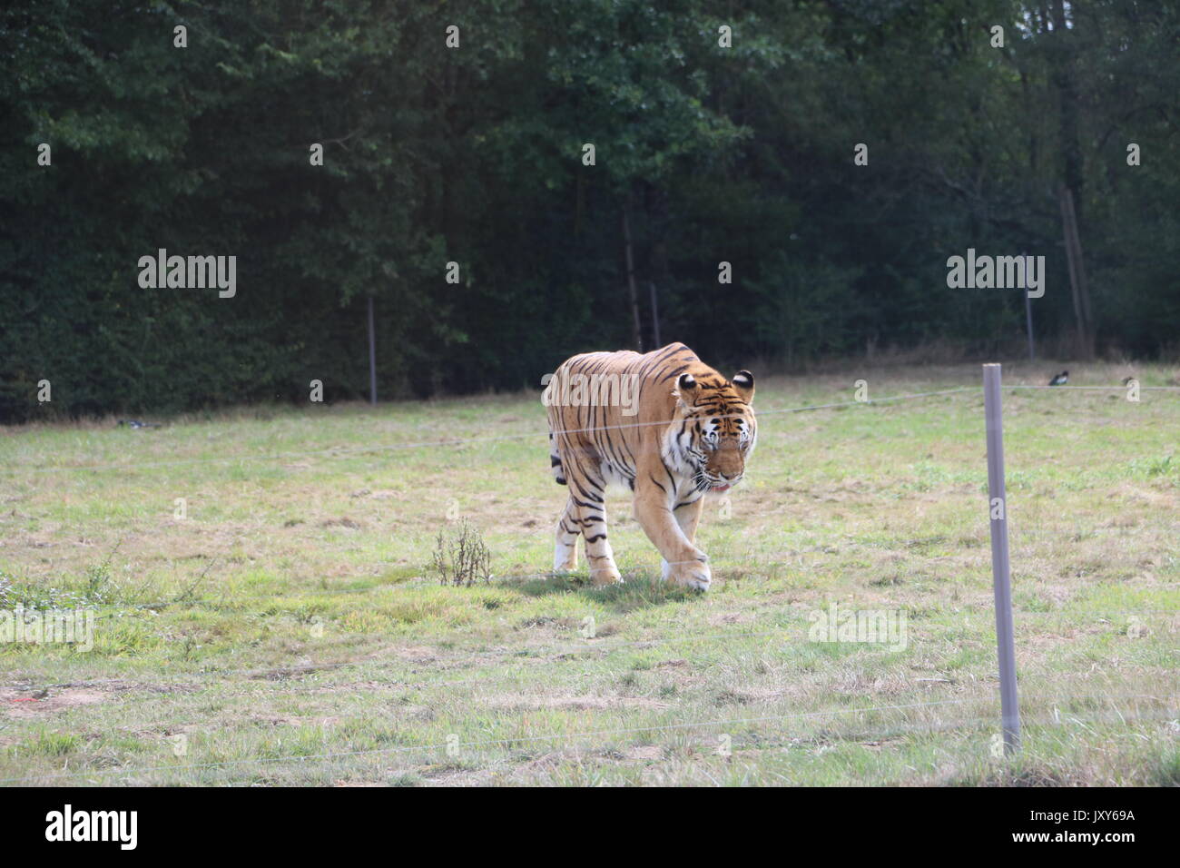 Tiger scratch hi-res stock photography and images - Alamy