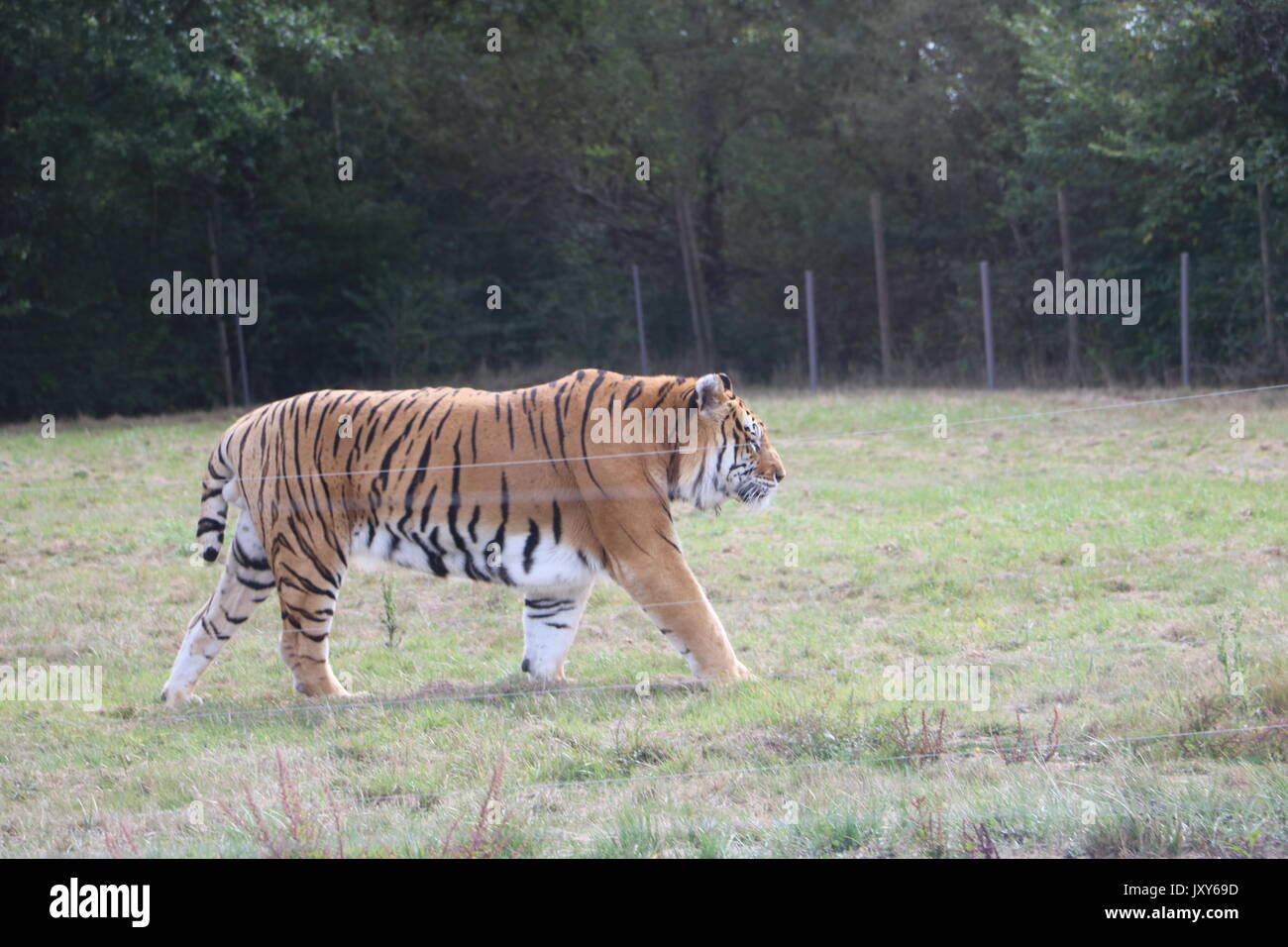 Tiger scratch hi-res stock photography and images - Alamy