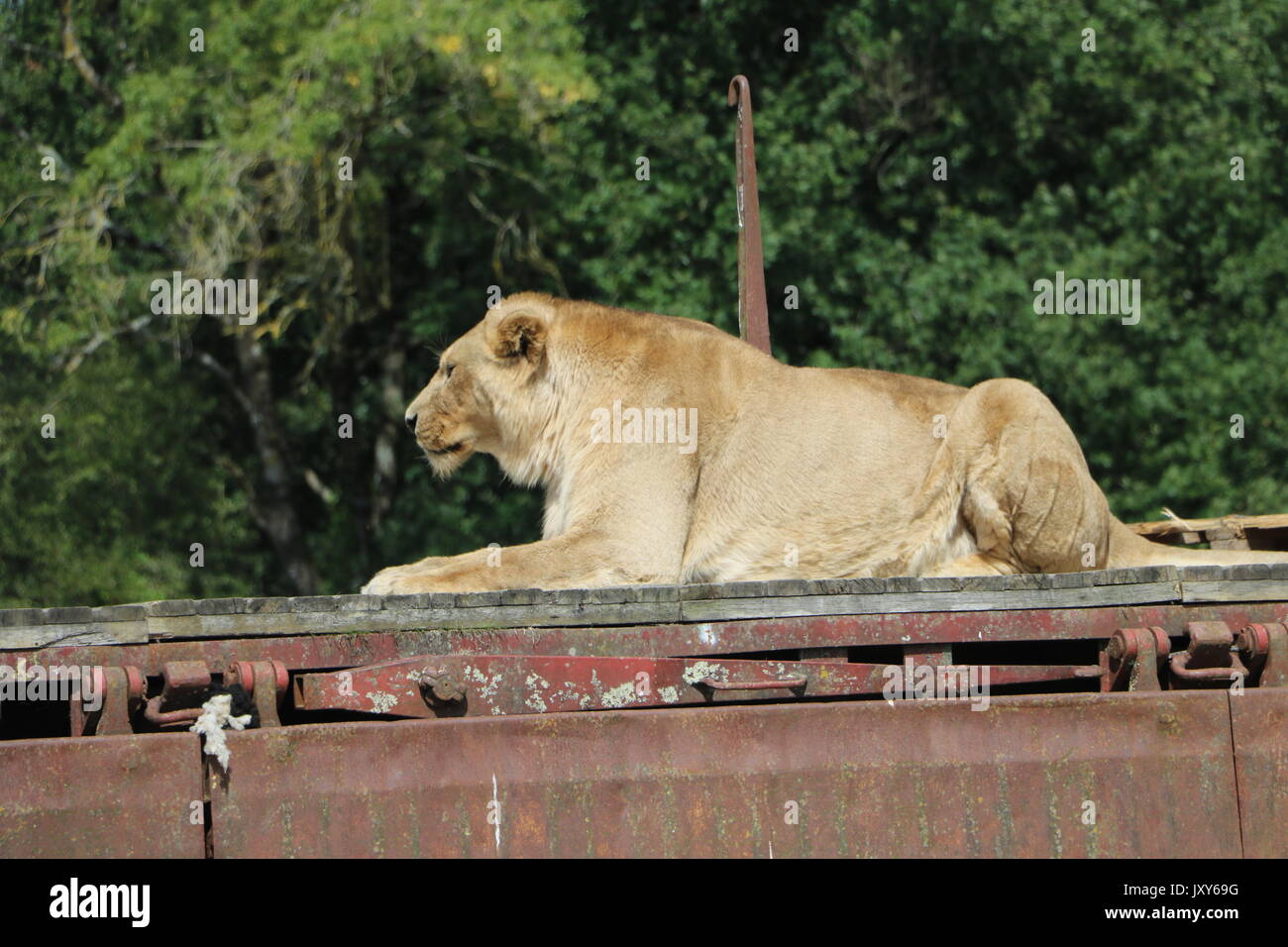 Lion scratch hi-res stock photography and images - Alamy