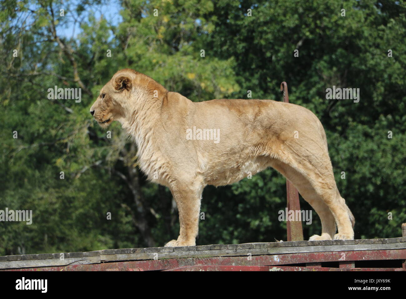 Lion scratch hi-res stock photography and images - Alamy