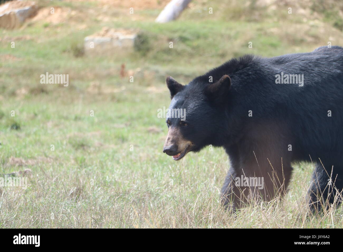 Bear scratch hi-res stock photography and images - Alamy