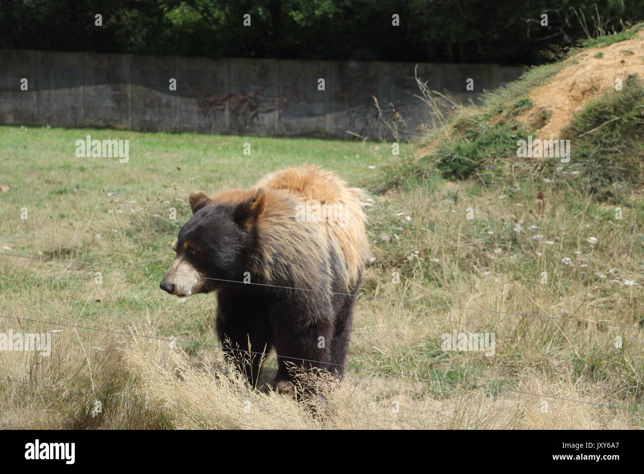 Bear scratch hi-res stock photography and images - Alamy