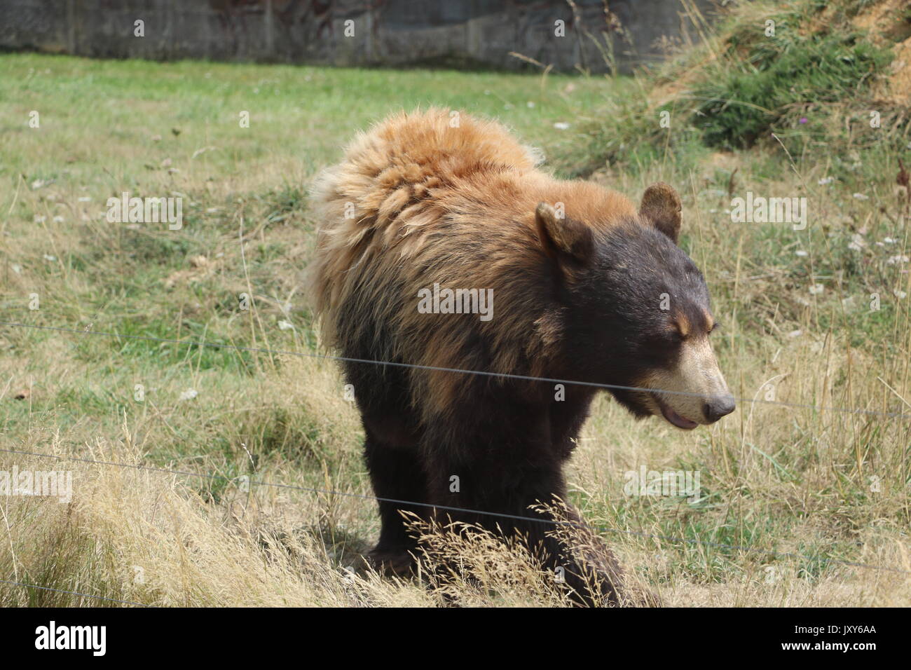 Bear scratch hi-res stock photography and images - Alamy