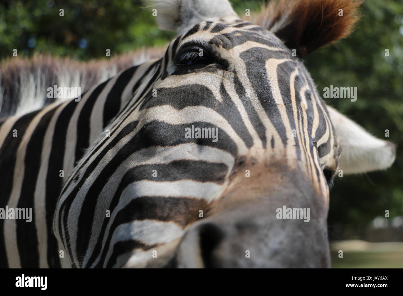 Zebras muzzle hi-res stock photography and images - Alamy