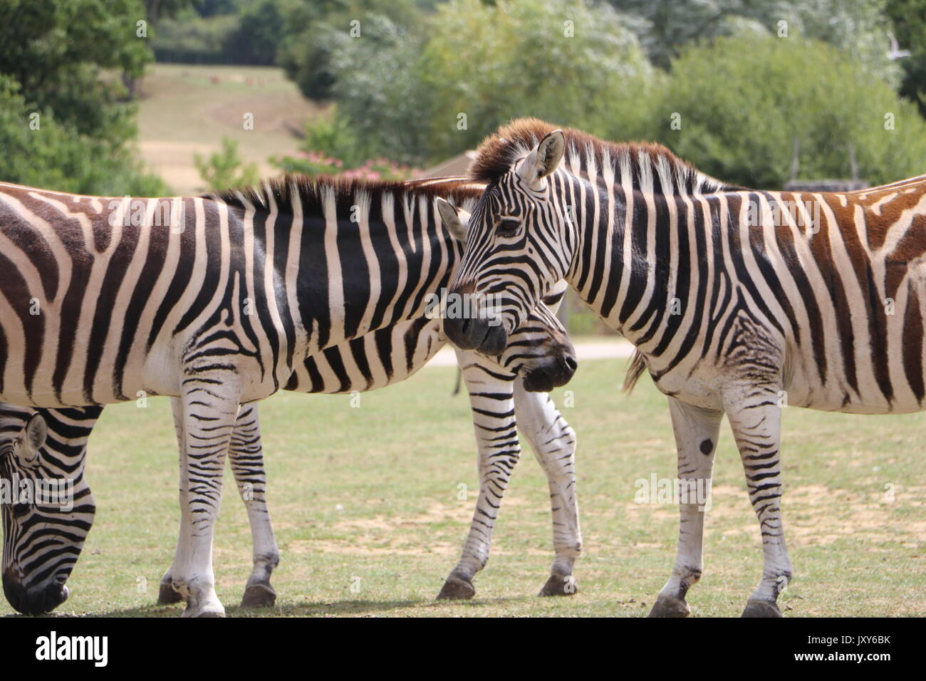 Zebra trail hi-res stock photography and images - Alamy