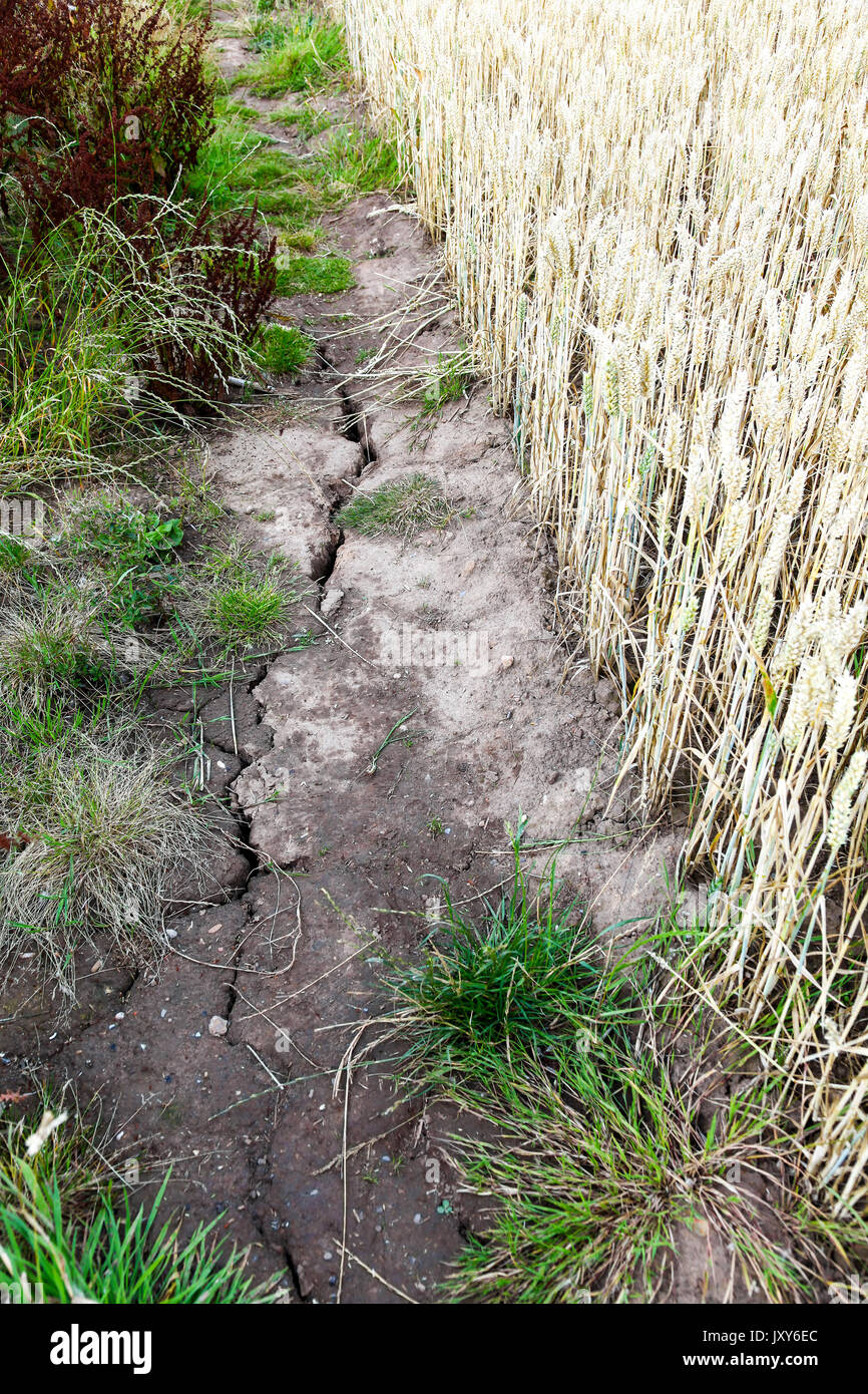 Dried up cracked soil and dead crops due to lack of water, drought and ...
